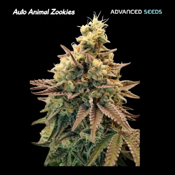 Advanced Seeds Animal Zoodies Auto Graines de cannabis à vendre - Très ...