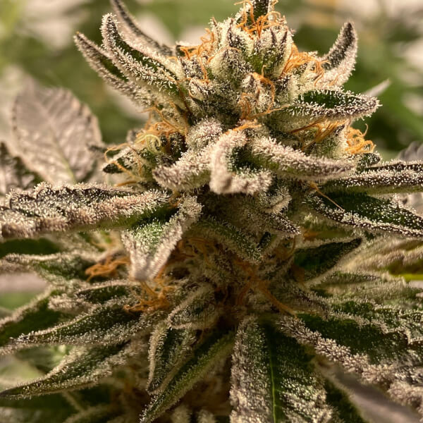 Sublimator Auto, marijuana pour cultivateurs débutants et expérimentés