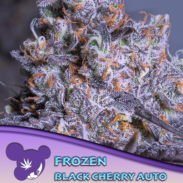 Frozen Black Cherry Auto, strain productive Autoflowering with cherry ...