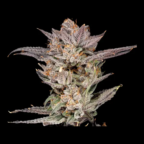 Cannabis Mylar Magic 2.0 von Nine Weeks, großer Ertrag und fruchtiger ...