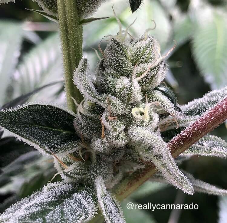 Vente De Graines Party Foul De Cannarado Genetics vente-de-graines-party-foul-de-cannarado-genetics
