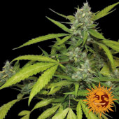 Sale of Auto Sweet Tooth feminized cannabis seeds from Barney's Farm