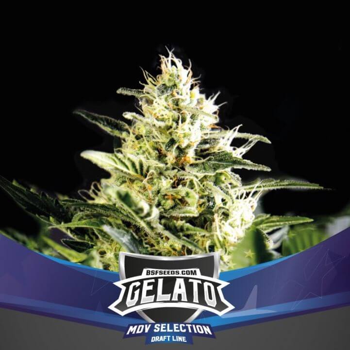 Verkauf feminisierter Gelato XXL Auto Samen von BSF Seeds